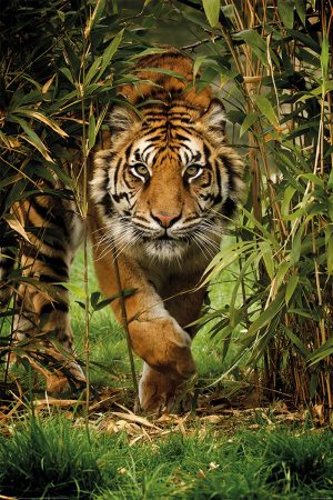 Animals – Perth Picture Company