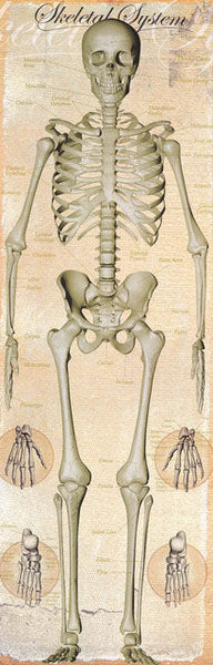 Skeletal System Chart 60cm x 165cm – Perth Picture Company